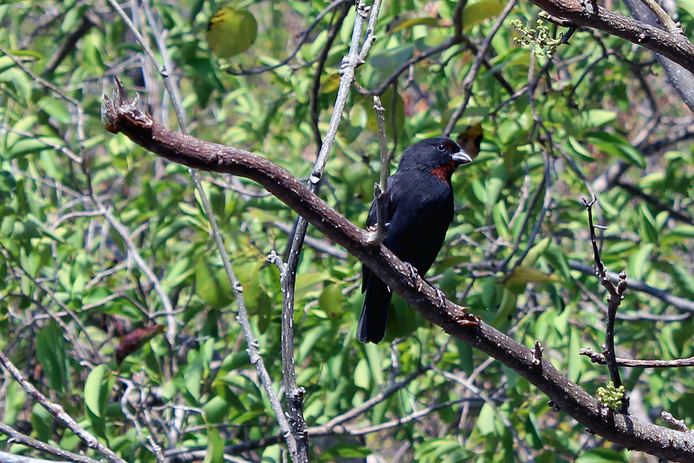 Virgin Islands National Park: Wildlife at Concordia – As They Are ...