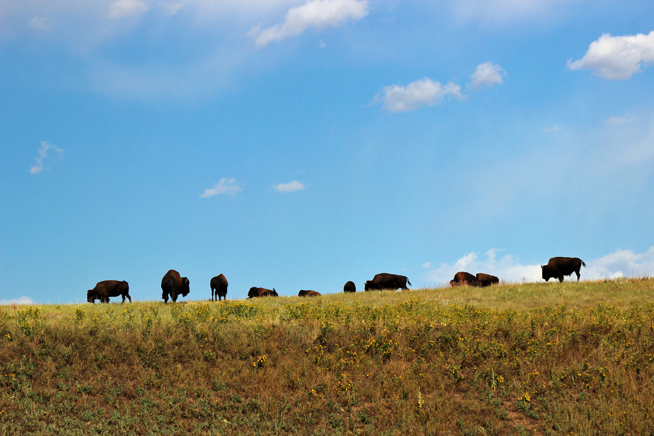 Wind Cave National Park: Bison Herd – As They Are: Exploring the ...