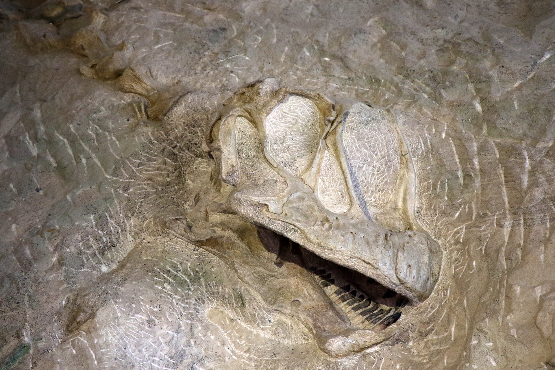 Are Dogs Allowed At Dinosaur National Monument